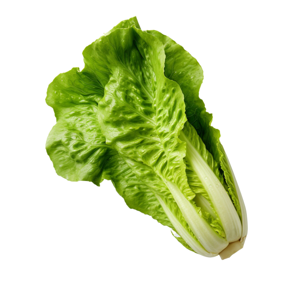 AI generated Romaine lettuce clip art 34926077 PNG