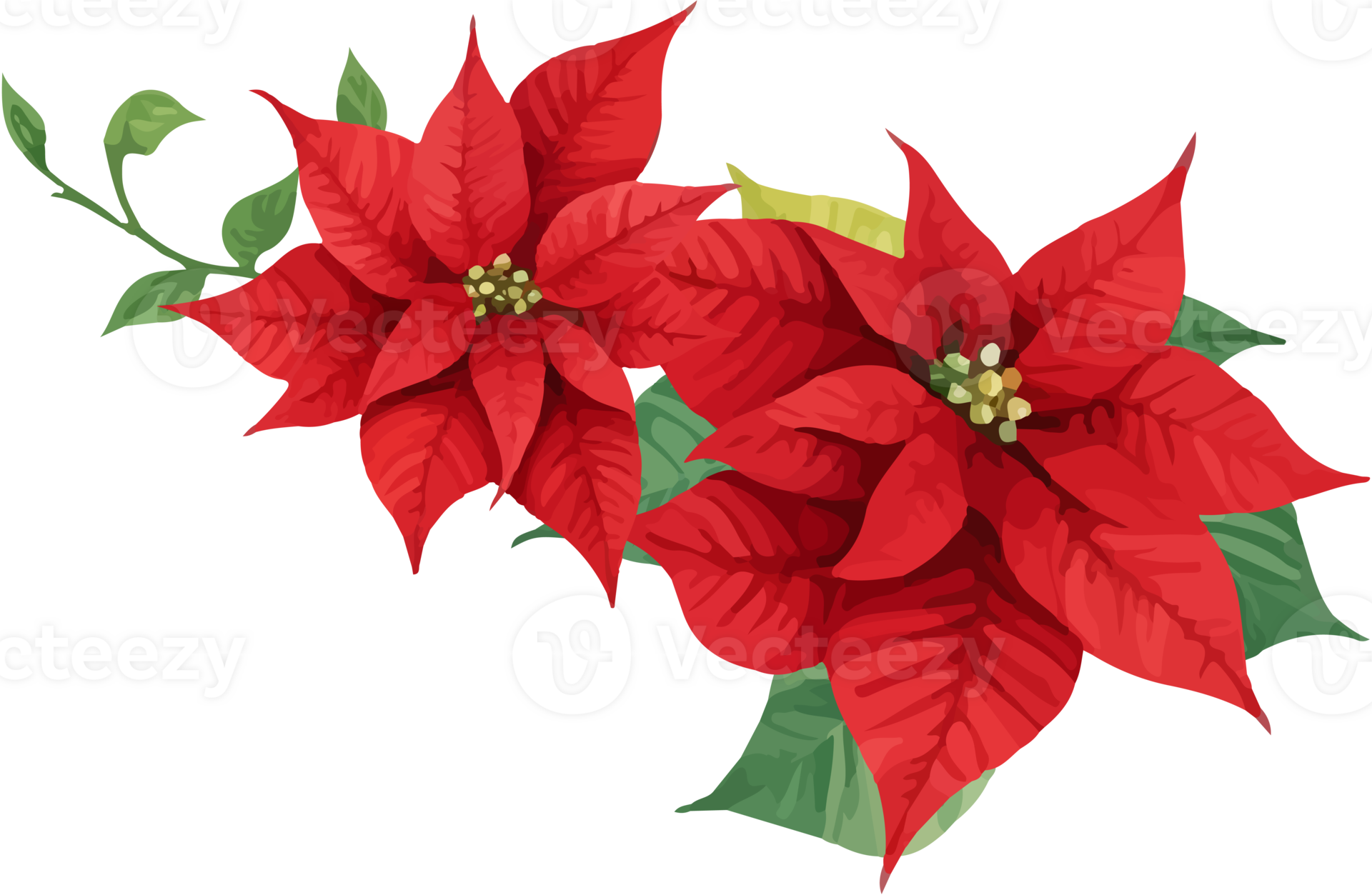 Christmas Watercolor Red Poinsettia Flowers With Leaves Bouquet ...