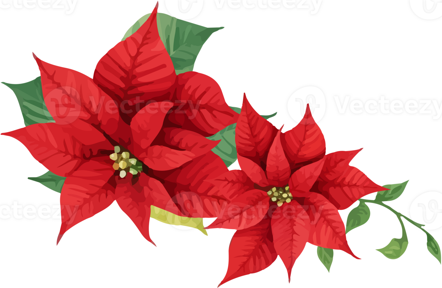 Christmas Watercolor Red Poinsettia Flowers With Leaves Bouquet