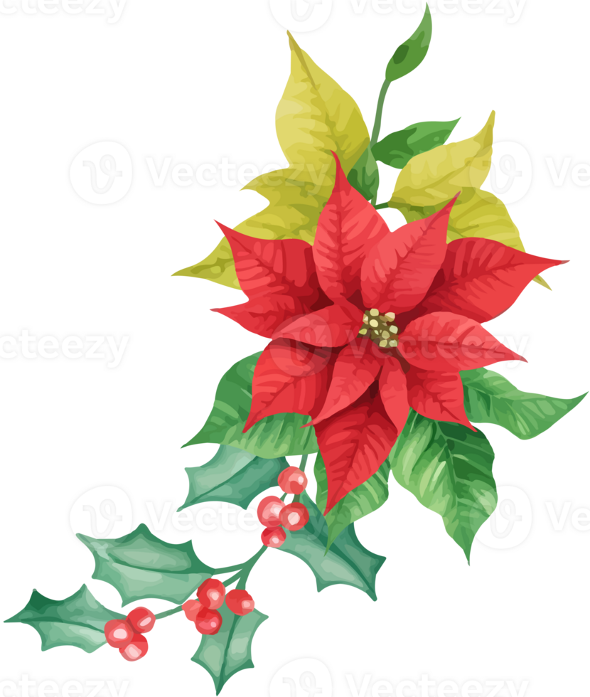 feuilles et baies de houx de noël 34952970 PNG feuilles et baies de houx de noël 34952970 PNG