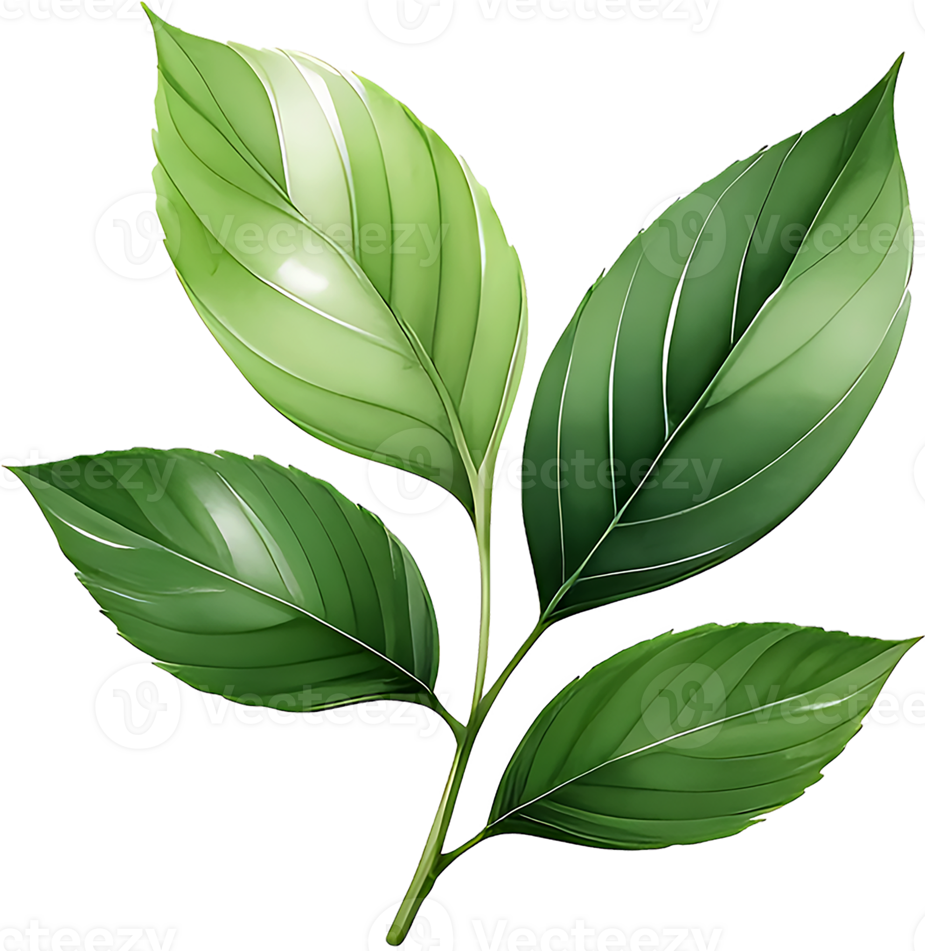 AI generated Exquisite Green Tea Leaf adn Branch PNG Collection, green ... AI generated Exquisite Green Tea Leaf adn Branch PNG Collection, green ...