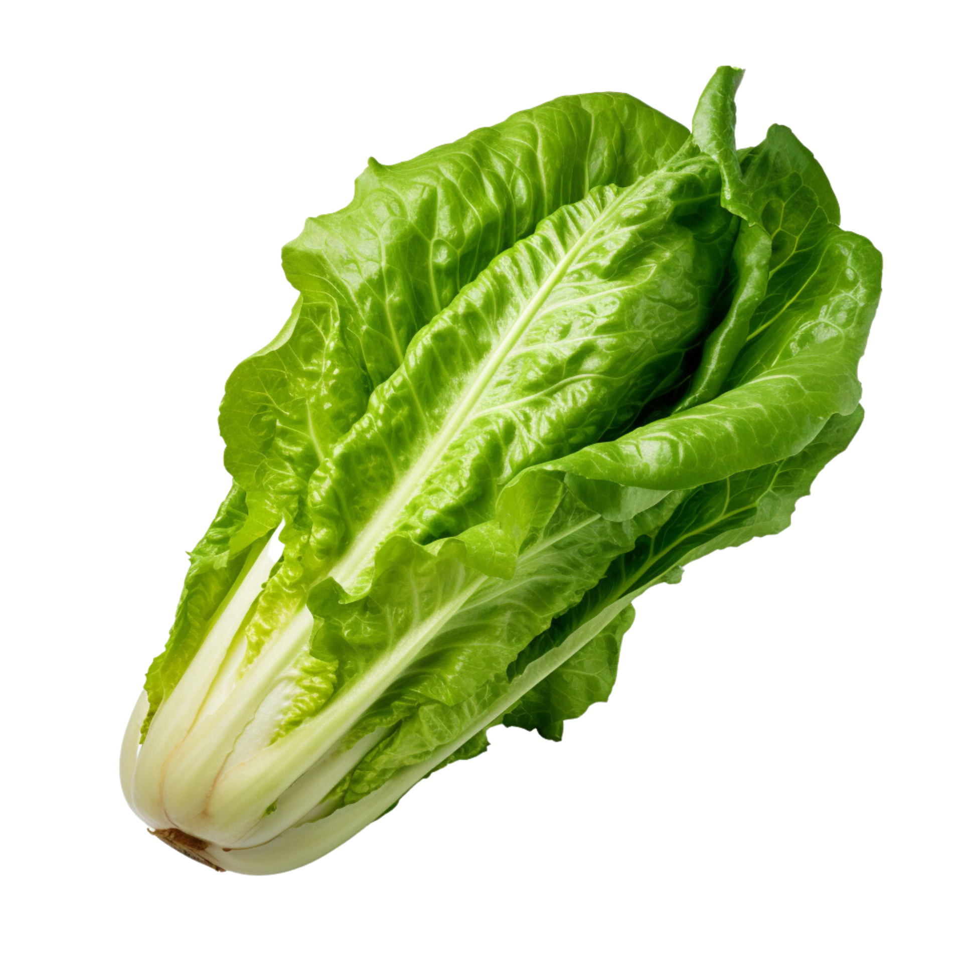 AI generated Romaine lettuce clip art 34968759 PNG