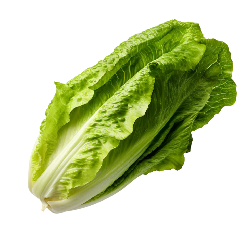 AI generated Romaine lettuce clip art 34968768 PNG