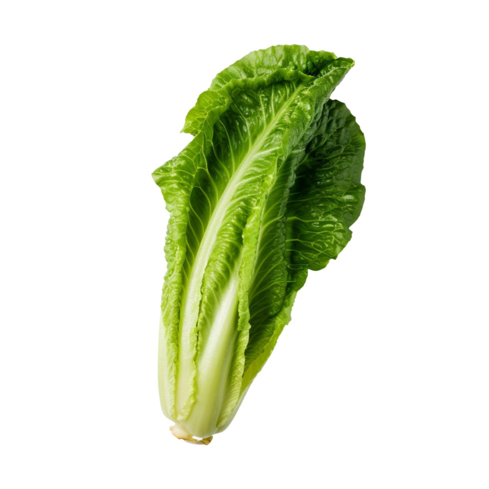 AI generated Romaine lettuce clip art 34968770 PNG