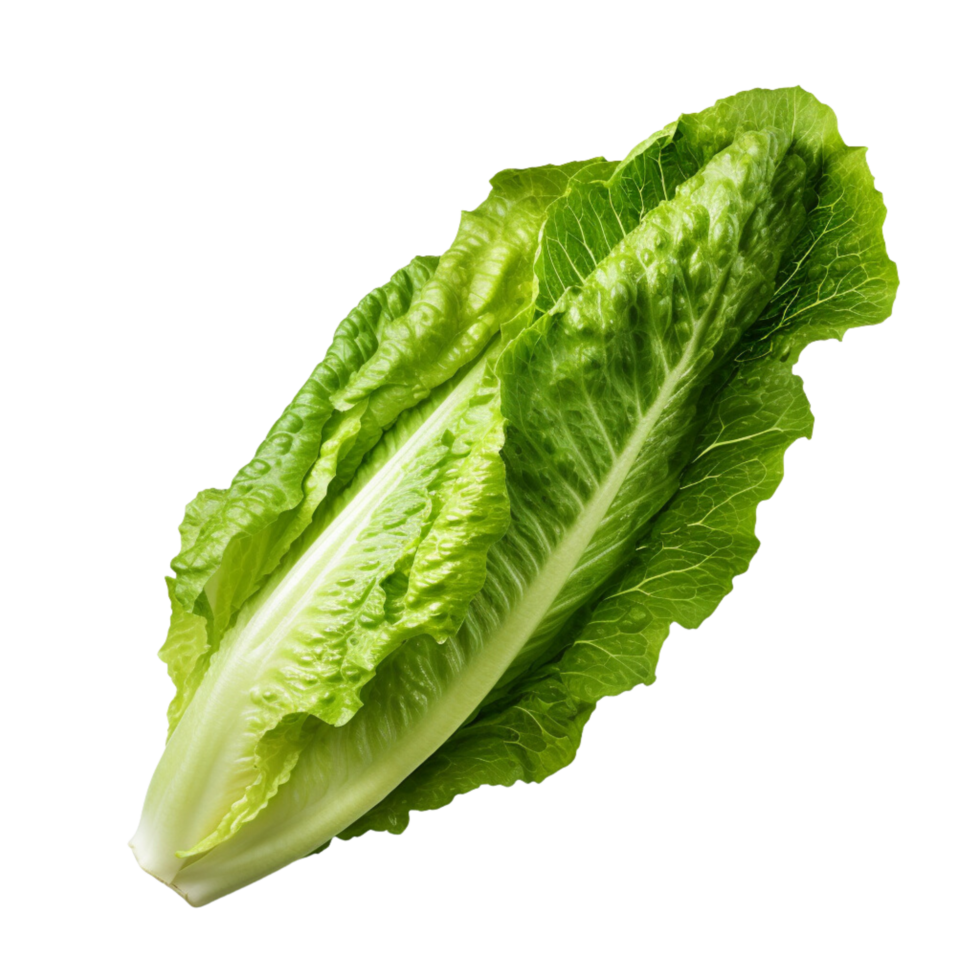 AI generated Romaine lettuce clip art 34968775 PNG