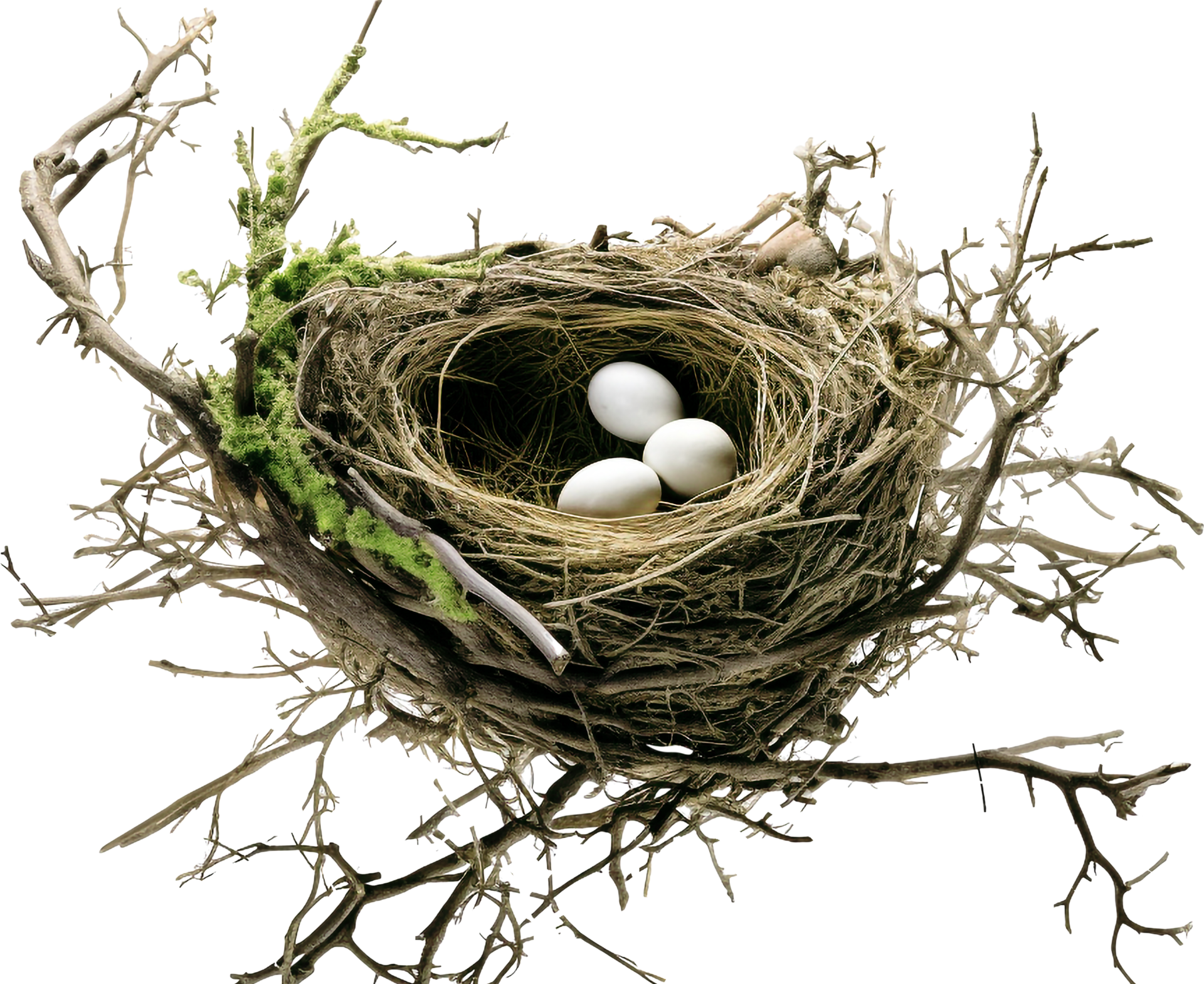 AI generated Bird nest png straw nest png birds nest png nest in tree branch png bird's nest png ...