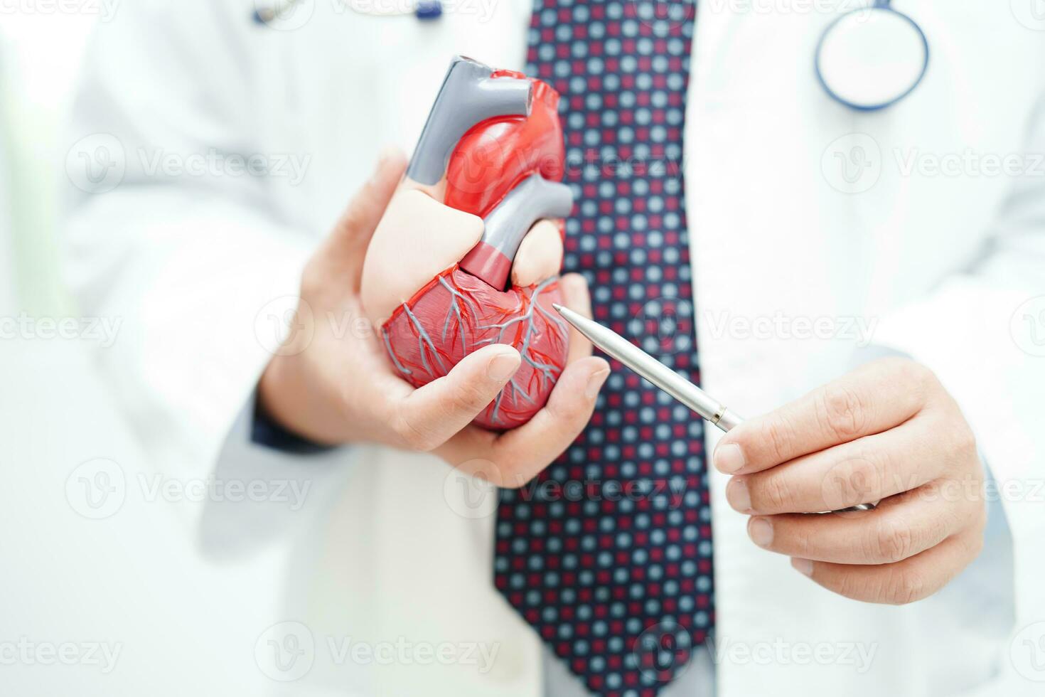 Cardiovascular disease CVD, doctor with heart human model anatomy for ... Cardiovascular disease CVD, doctor with heart human model anatomy for ...