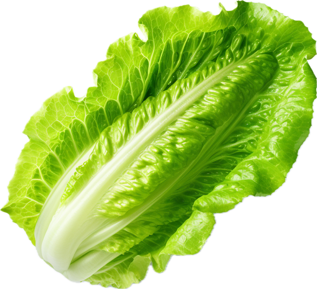 AI generated romaine lettuce png 35062933 PNG