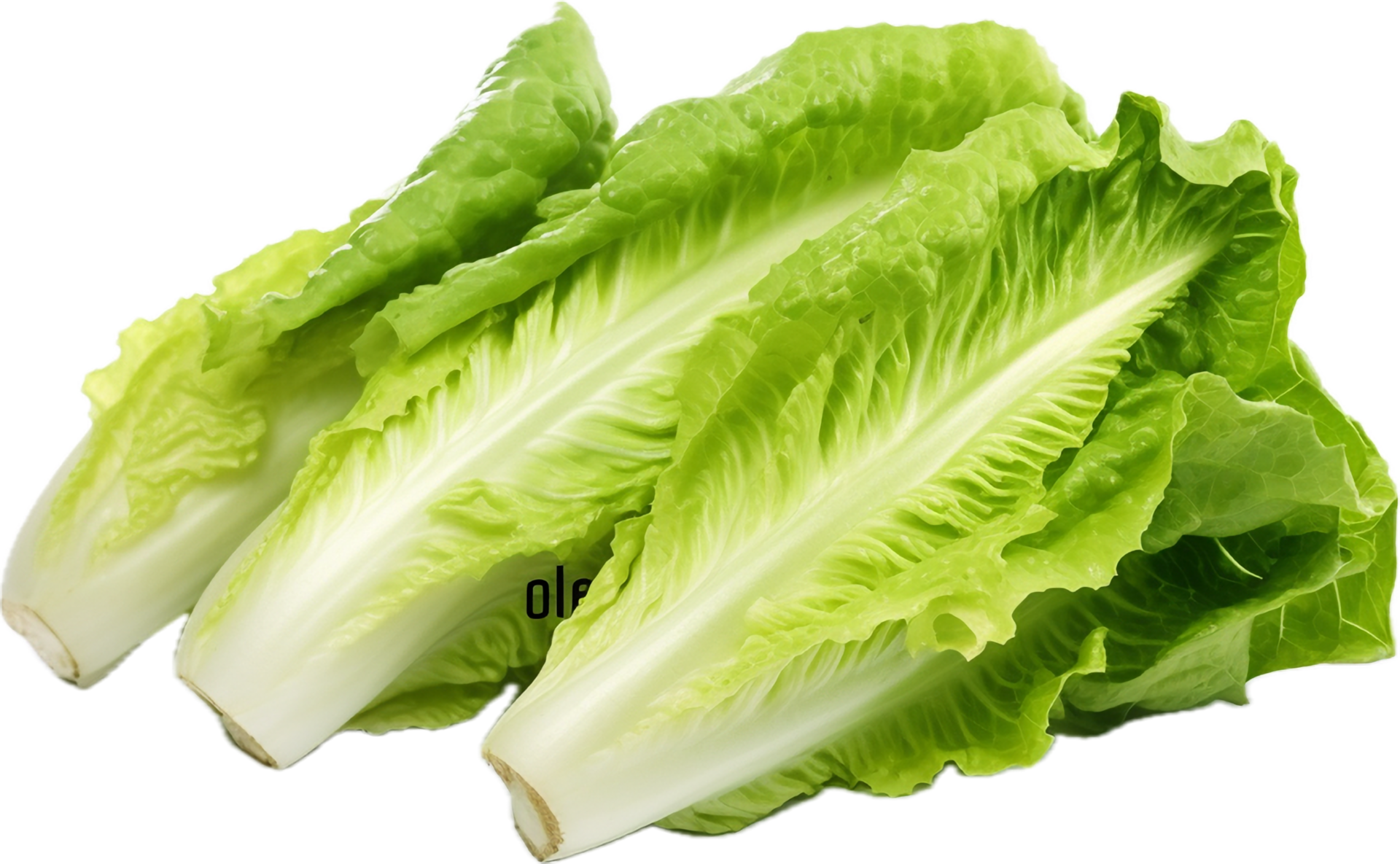 AI generated romaine lettuce png 35062971 PNG