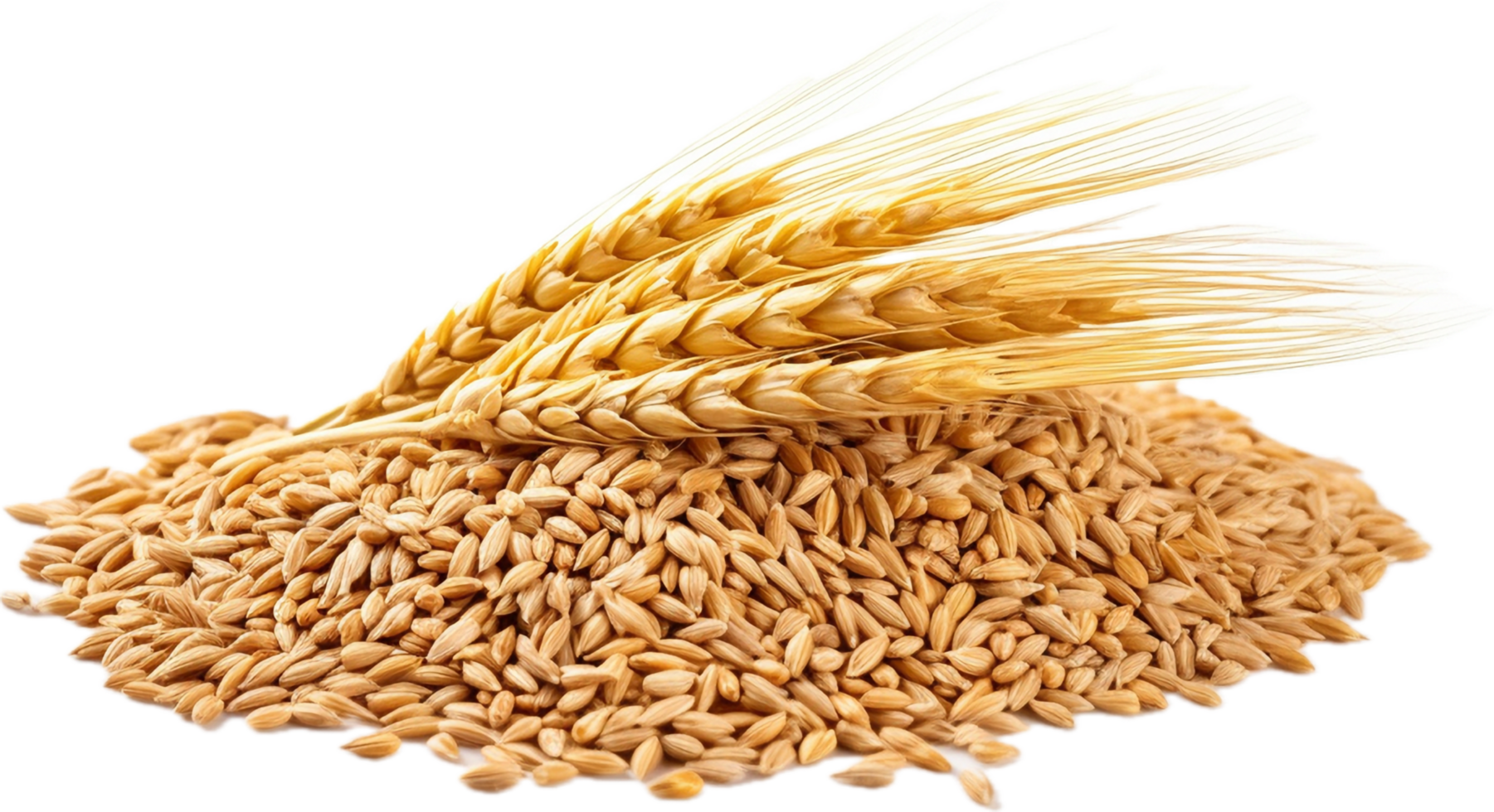 AI generated wheat grains png 35062980 PNG