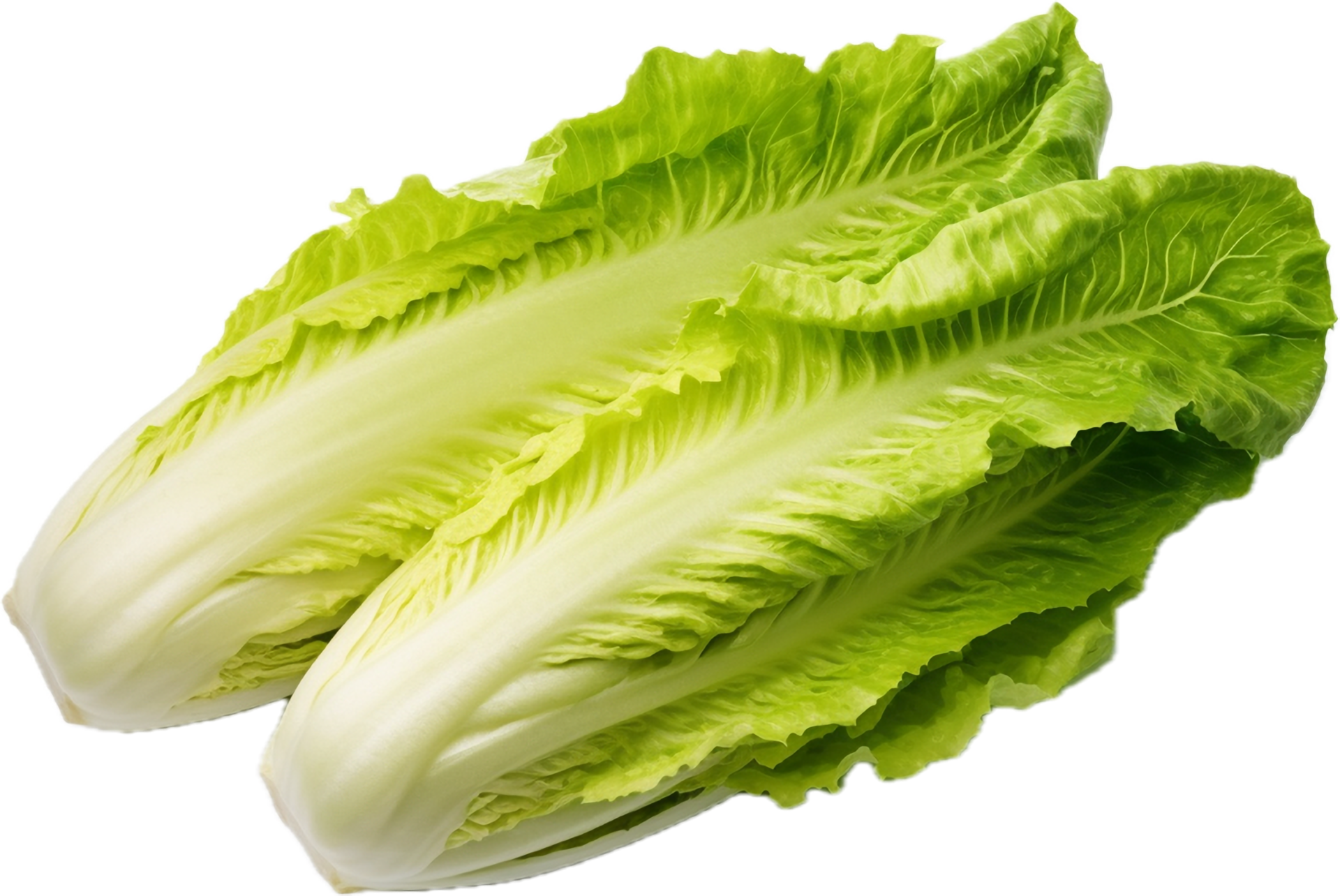 AI generated romaine lettuce png 35062987 PNG