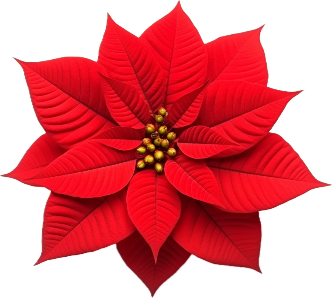 Ai Generated Christmas Poinsettia Flower Png 35063127 Png