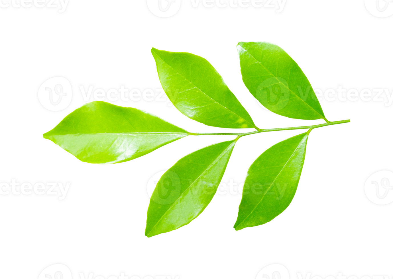Green leaves branch isolated on transparent background PNG file 35063602 PNG