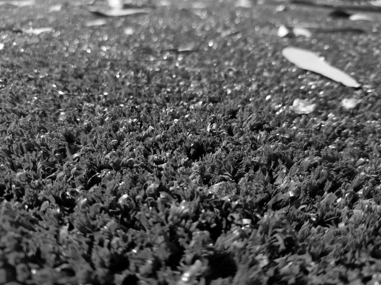 Black And White Grass Background Close View Grayscale Grass Photo