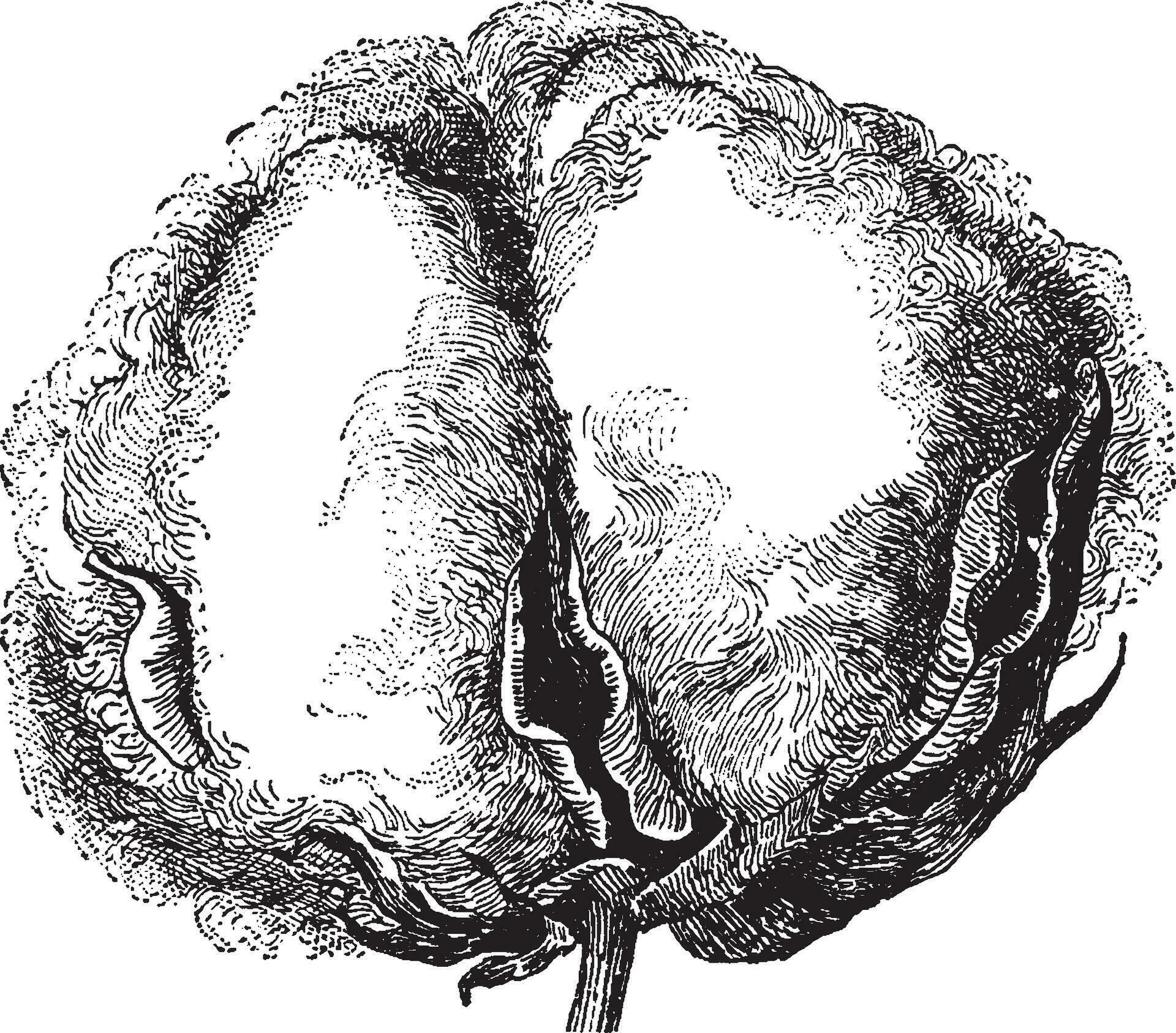 Cotton Boll vintage illustration. 35068793 Vector Art at Vecteezy