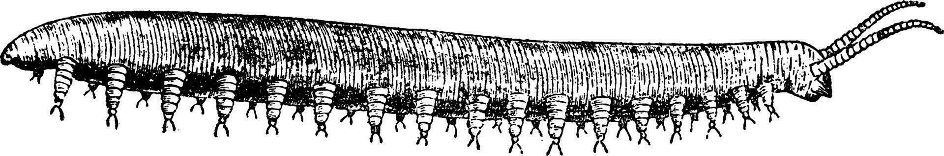 Velvet Worm, vintage illustration. 35069153 Vector Art at Vecteezy Velvet Worm, vintage illustration. 35069153 Vector Art at Vecteezy