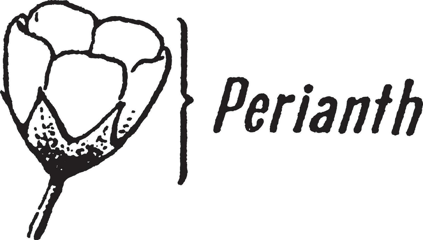 Perianth vintage illustration. 35071067 Vector Art at Vecteezy