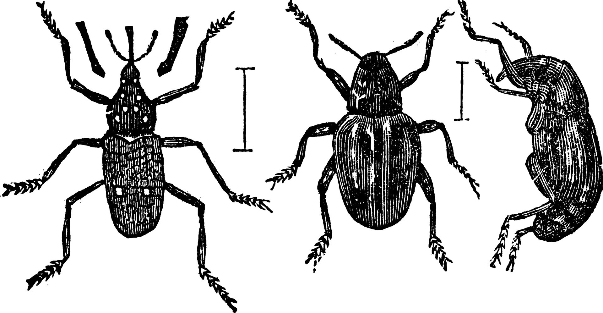 Weevil Vintage Engraving 35075172 Vector Art At Vecteezy