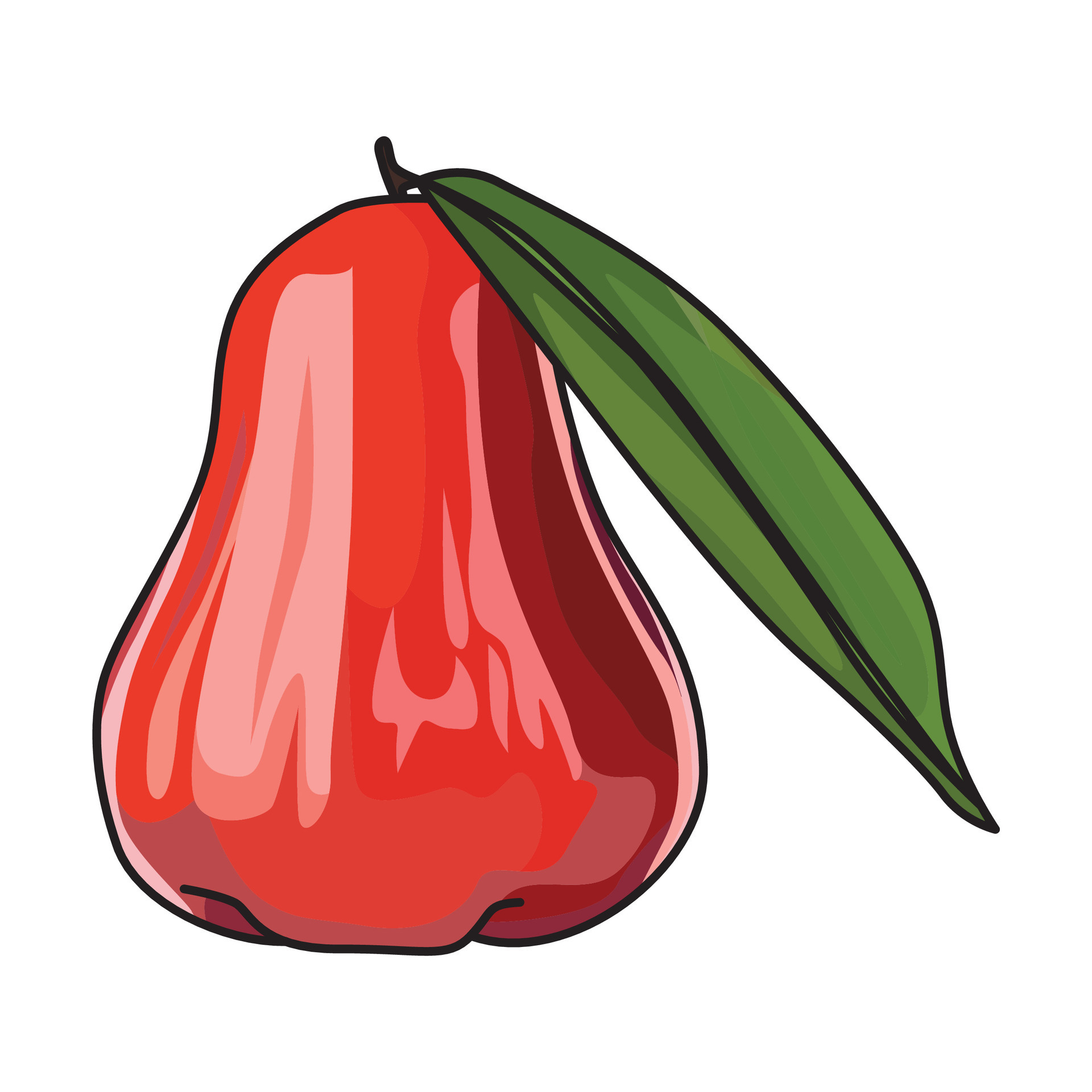 Jambu air or water apple vector illustration, suitable for sticker, coloring book and graphic ...