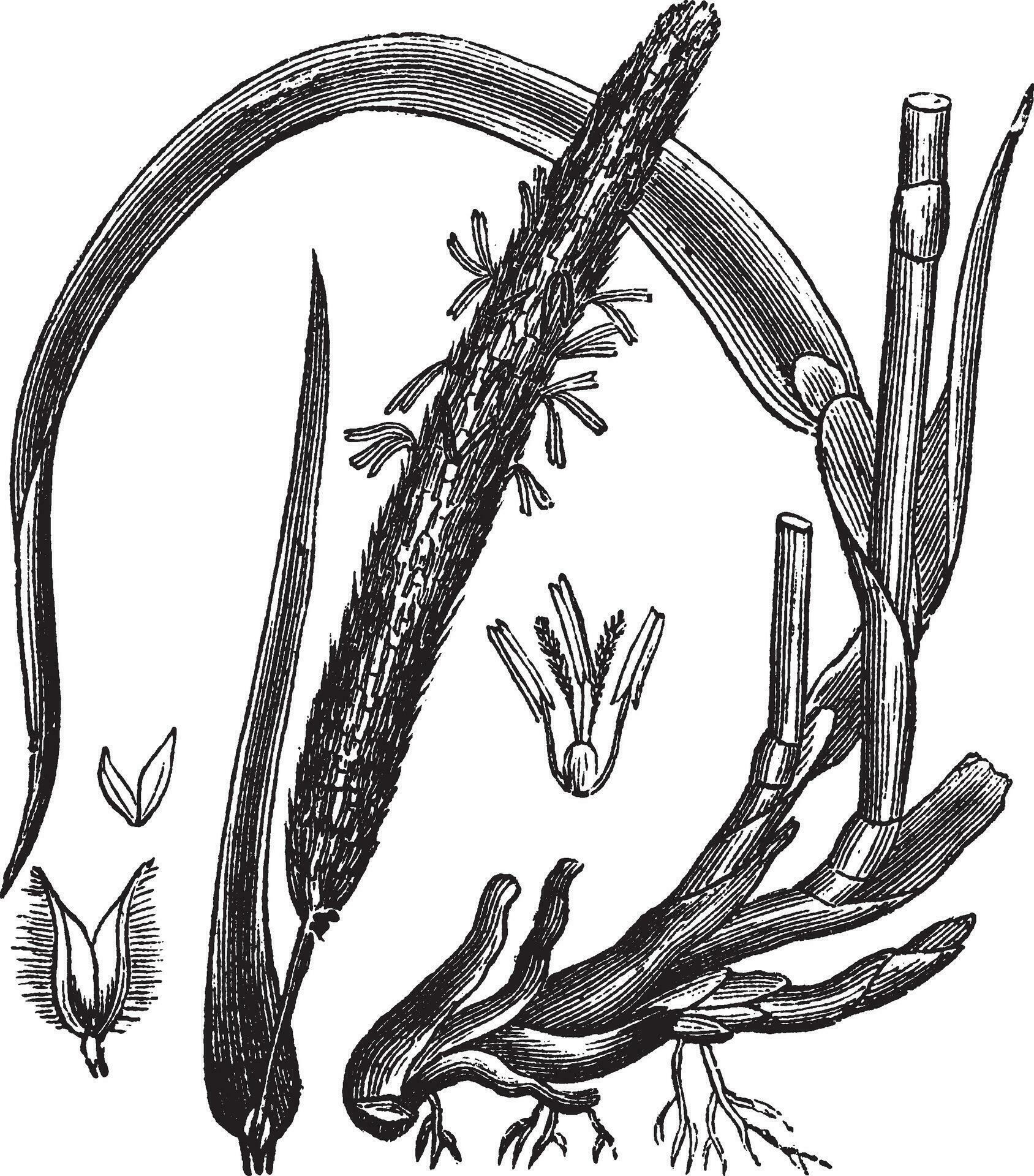 Timothy Grass Phleum Pratense Vintage Engraving 35169507 Vector Art At Vecteezy