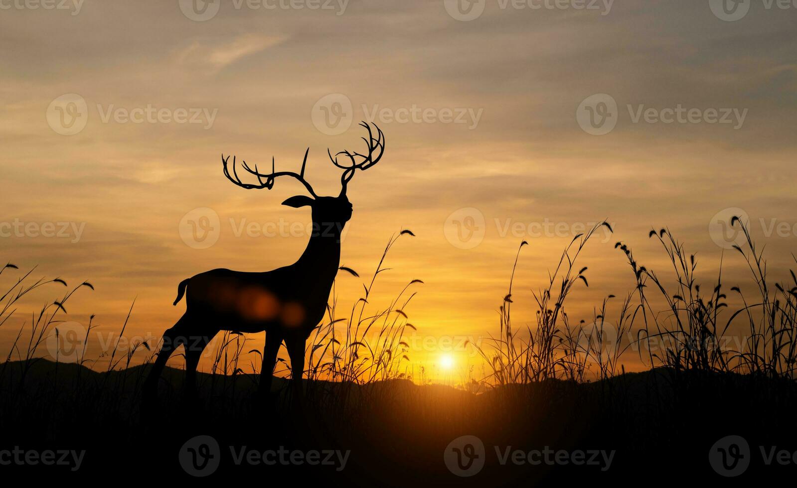 Page 2 | Deer Skull Silhouette Stock Photos, Images and Backgrounds for ...