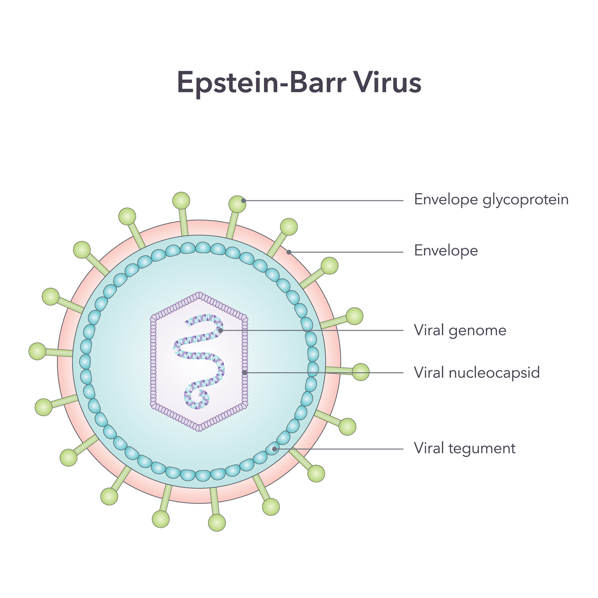 Epstein Barr Virus Vector Illustration Graphic Diagram 35209891 Vector