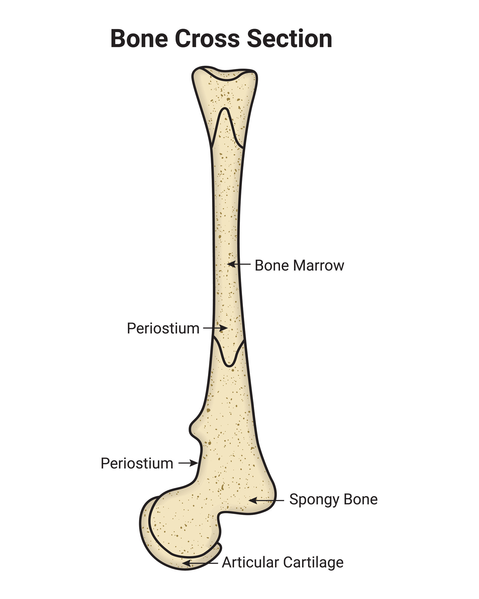 Bone Cross Section Science Design Vector Illustration Diagram 35226250 Vector Art At Vecteezy