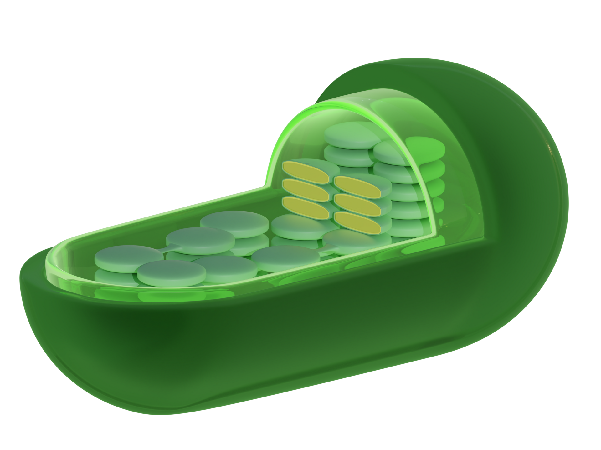 Chloroplast Structure 3d Rendered Illustration 35244225 Png