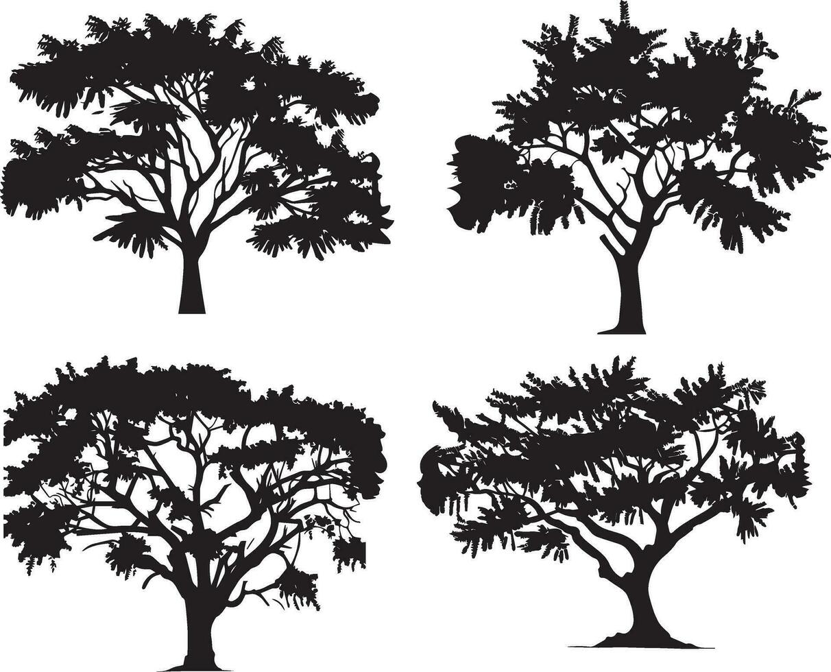 Babul Acacia tree vector silhouette illustration 35265293 Vector Art at Vecteezy