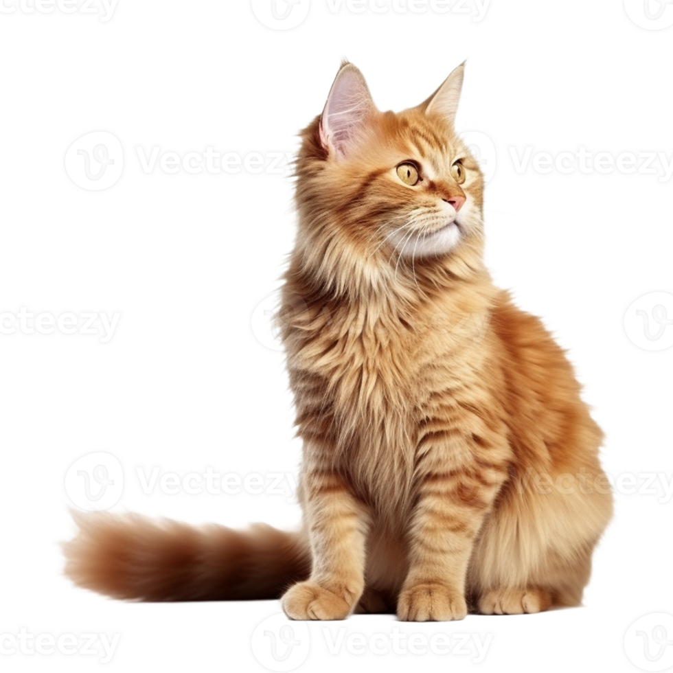 AI generated Beautiful Cat on Transparent Background - Ai Generated ...