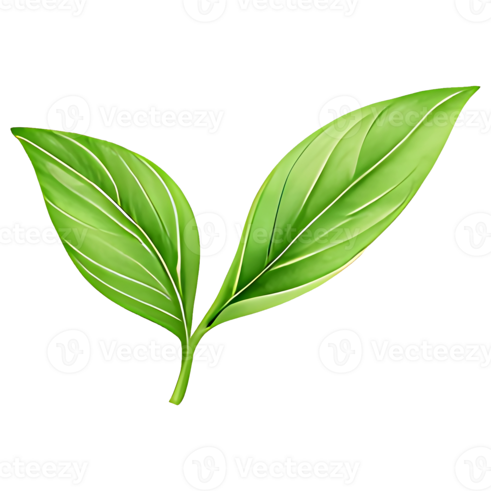 AI generated Matcha green tea leaf, PNG file, green leaf png 35281215 PNG AI generated Matcha green tea leaf, PNG file, green leaf png 35281215 PNG