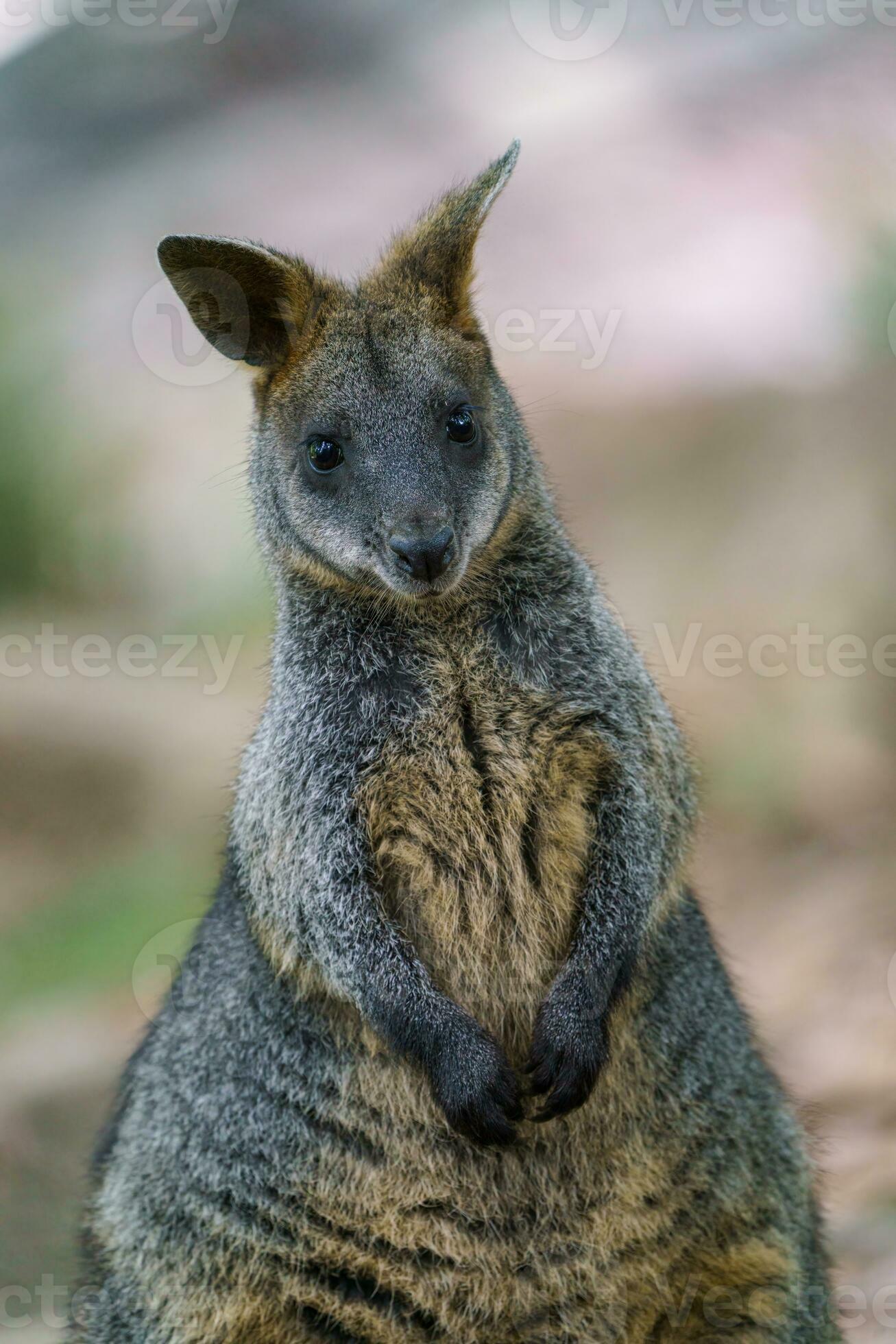 Wallaby De Pantano Wallabia Bicolor Conocido Como El Wallaby Negro