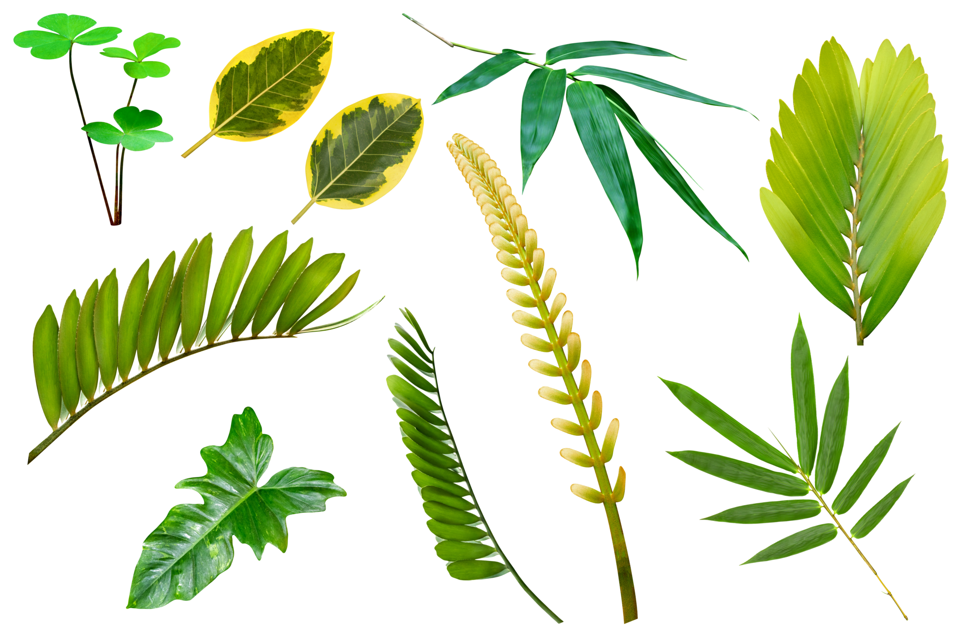 Collection Various Of Green Leaves Pattern For Nature Concept Set Of