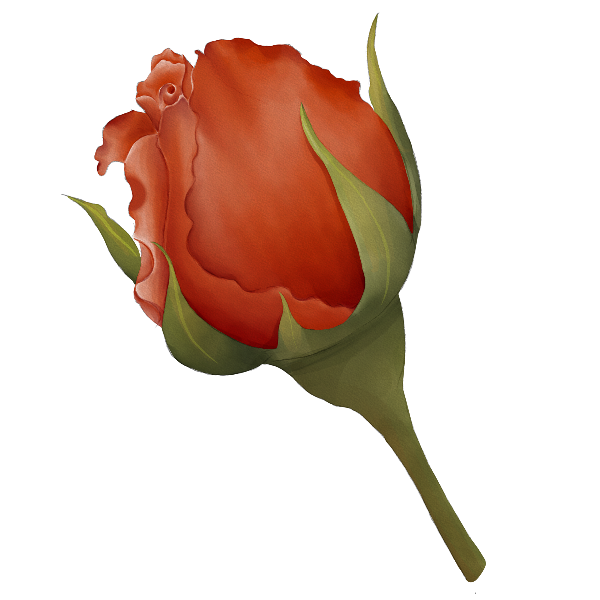 aquarelle bouton de rose La peinture 35307555 PNG aquarelle bouton de rose La peinture 35307555 PNG
