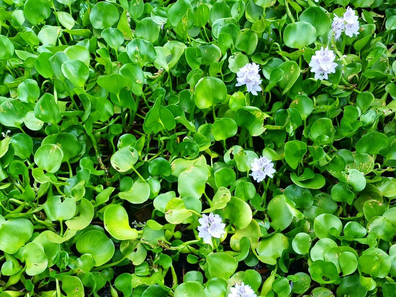 Water hyacinth flowers or Eichhornia crassipes flowers are a type of ...