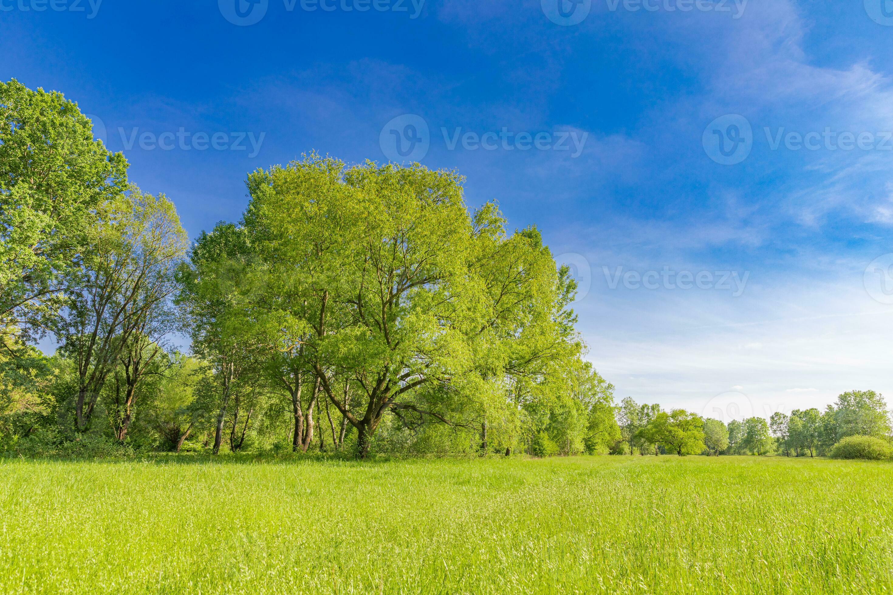 Beautiful bright landscape of grass field and green forest trees ...