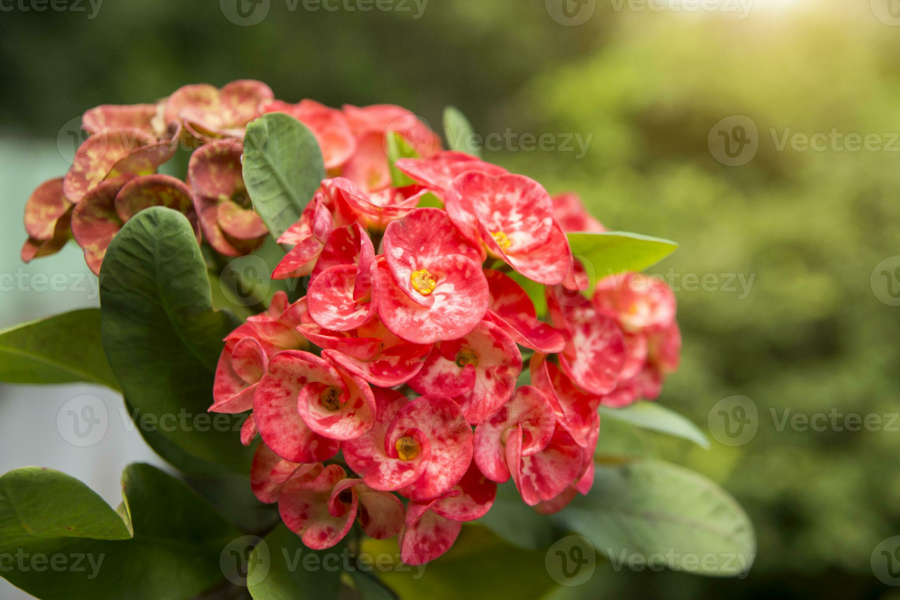 Poi sian flowers, Red Christ Thorn flower in the garden. 35372439 Stock Photo at Vecteezy
