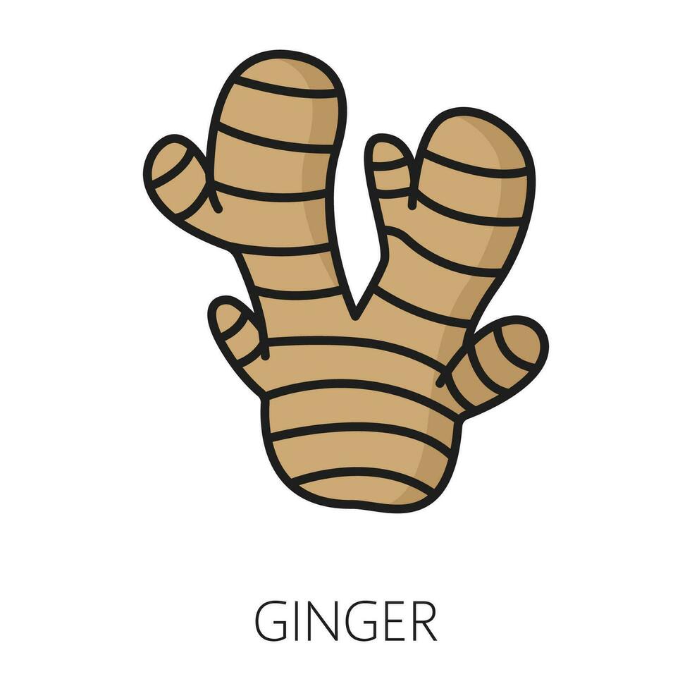 Culinary root ginger, food condiment outline icon 35389886 Vector Art ... Culinary root ginger, food condiment outline icon 35389886 Vector Art ...