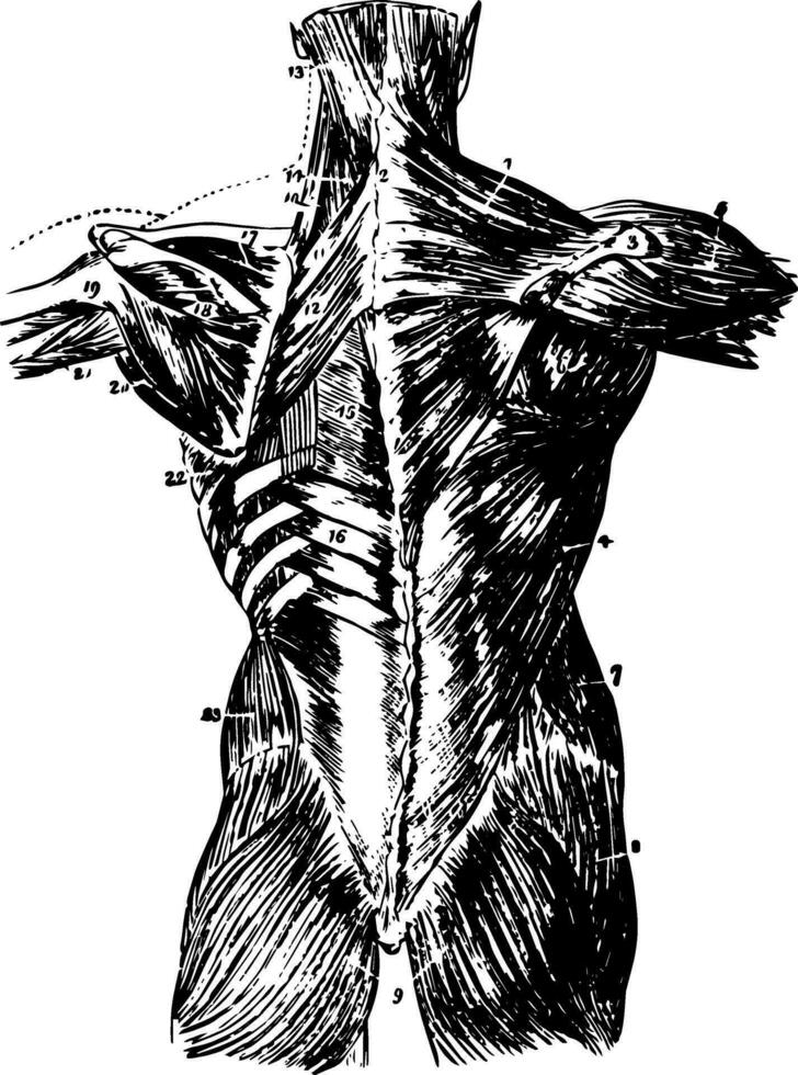 Back Muscles Vintage Illustration 35456698 Vector Art At Vecteezy