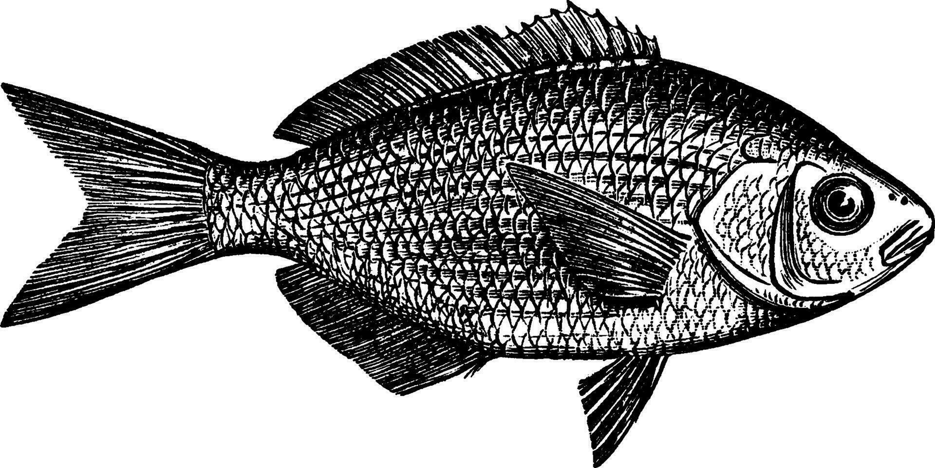 Sparada, vintage illustration. 35465363 Vector Art at Vecteezy