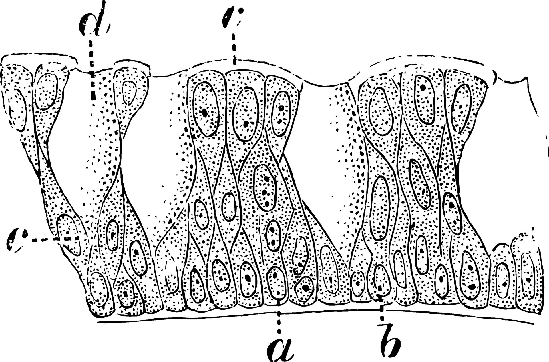 Columnar Epithelial Cells From A Cat Vintage Illustration 35465796 Vector Art At Vecteezy
