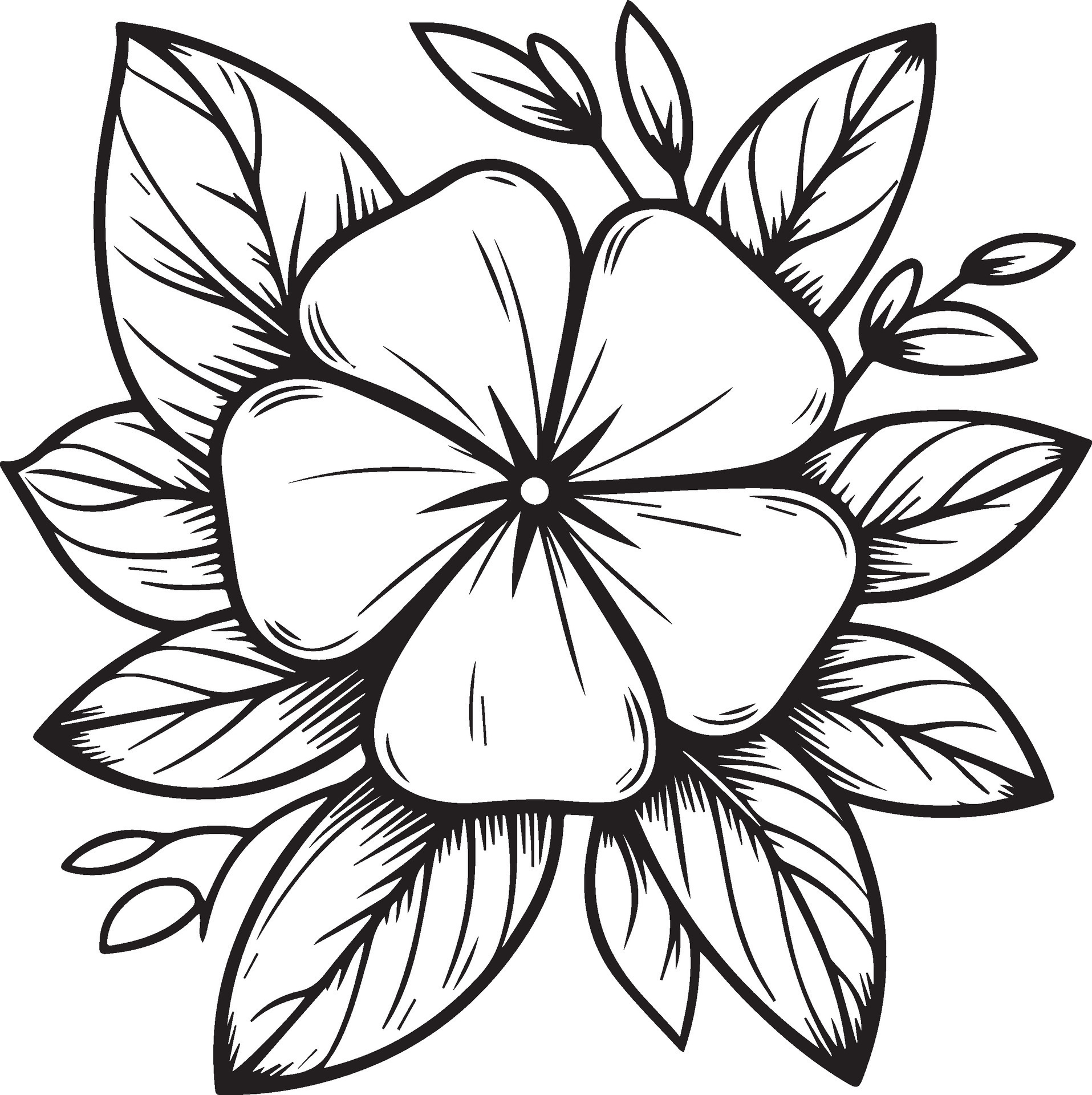 Periwinkle Flower Sketch Clip Art Minimalist Periwinkle Flower Outline Simple Catharanthus