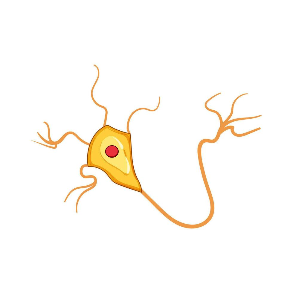 anatomy neurons cartoon vector illustration 35559203 Vector Art at Vecteezy anatomy neurons cartoon vector illustration 35559203 Vector Art at Vecteezy