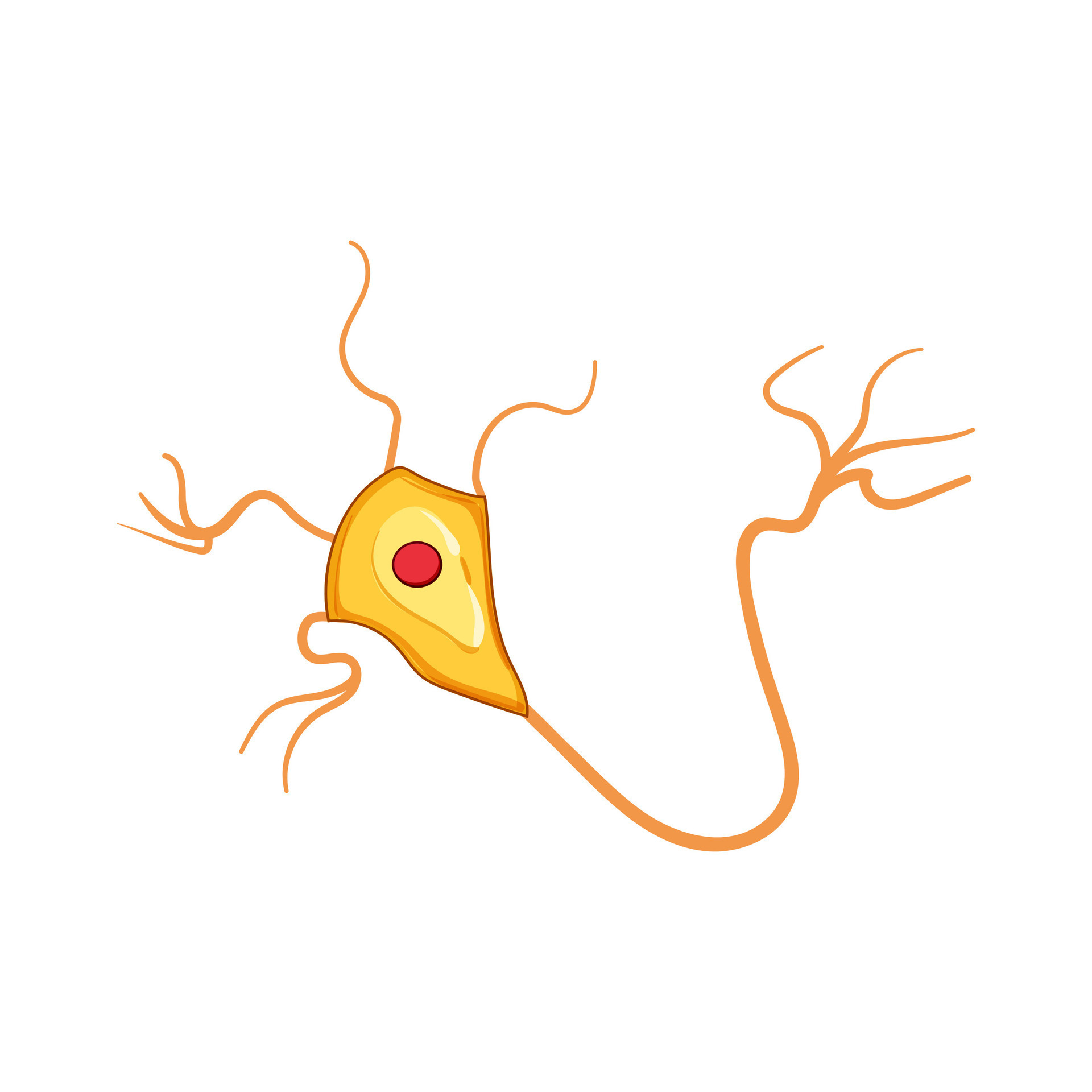 anatomy neurons cartoon vector illustration 35559203 Vector Art at Vecteezy anatomy neurons cartoon vector illustration 35559203 Vector Art at Vecteezy