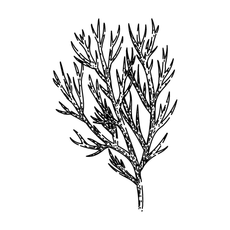 Leaf Dill Sketch Hand Drawn Vector 35559395 Vector Art At Vecteezy