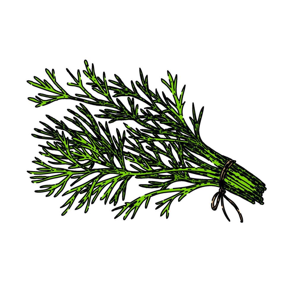Plant Dill Sketch Hand Drawn Vector 35559429 Vector Art At Vecteezy