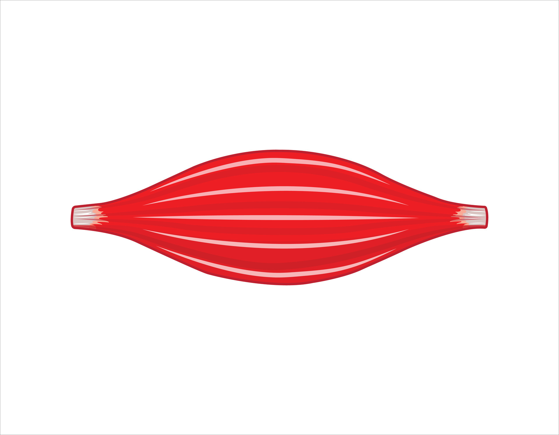 Healthy muscle vector illustration red muscle 35608252 Vector Art at ...