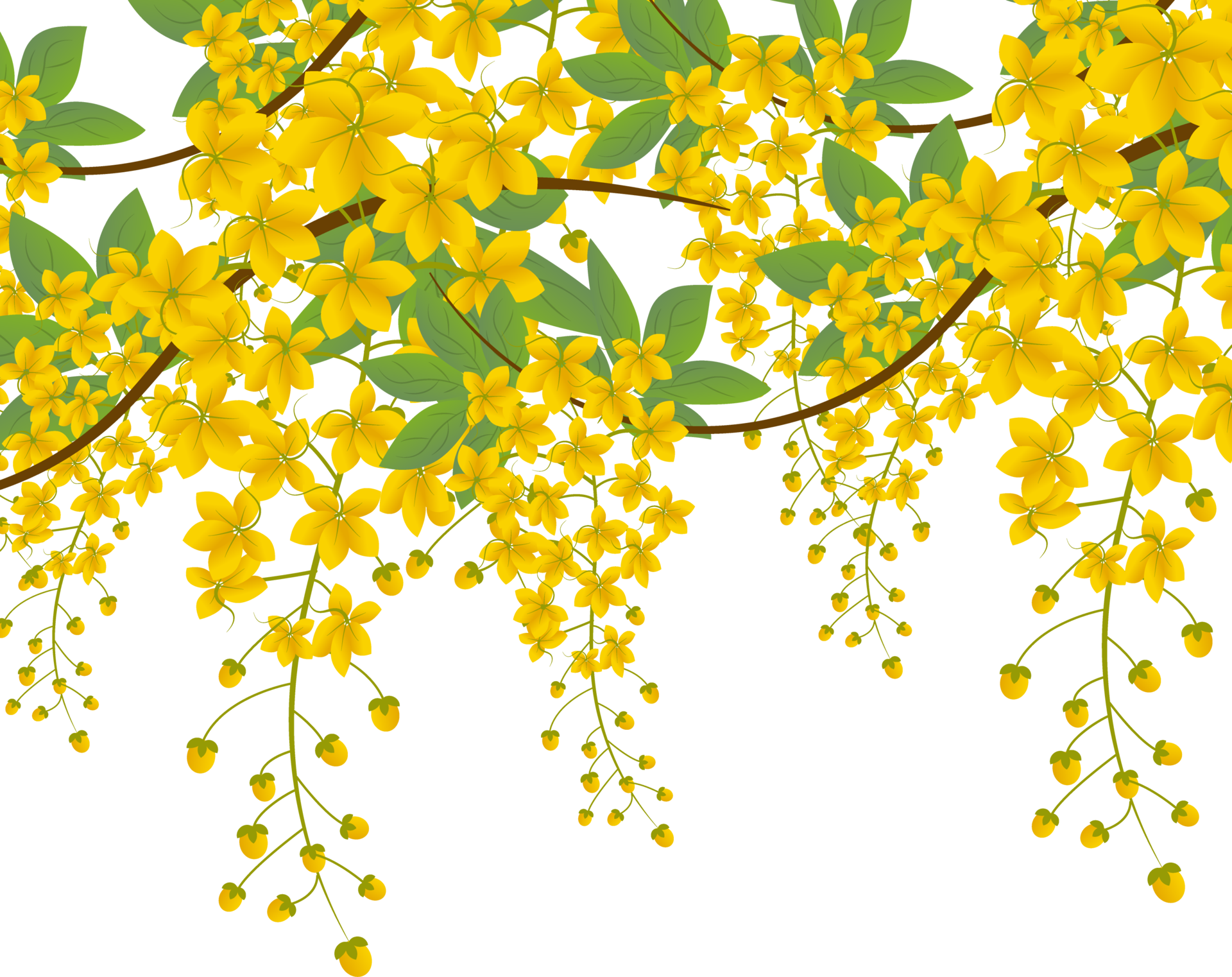 cassia fistula illustration 35630951 PNG