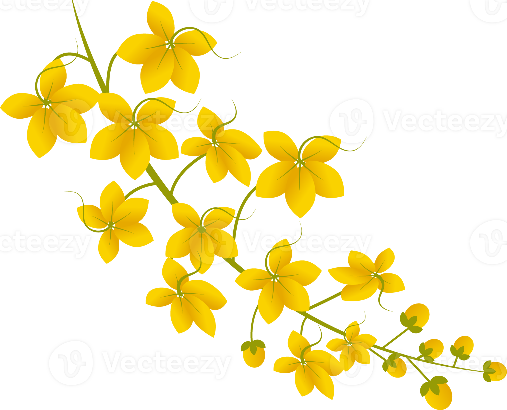 cassia fistula illustration 35630961 PNG