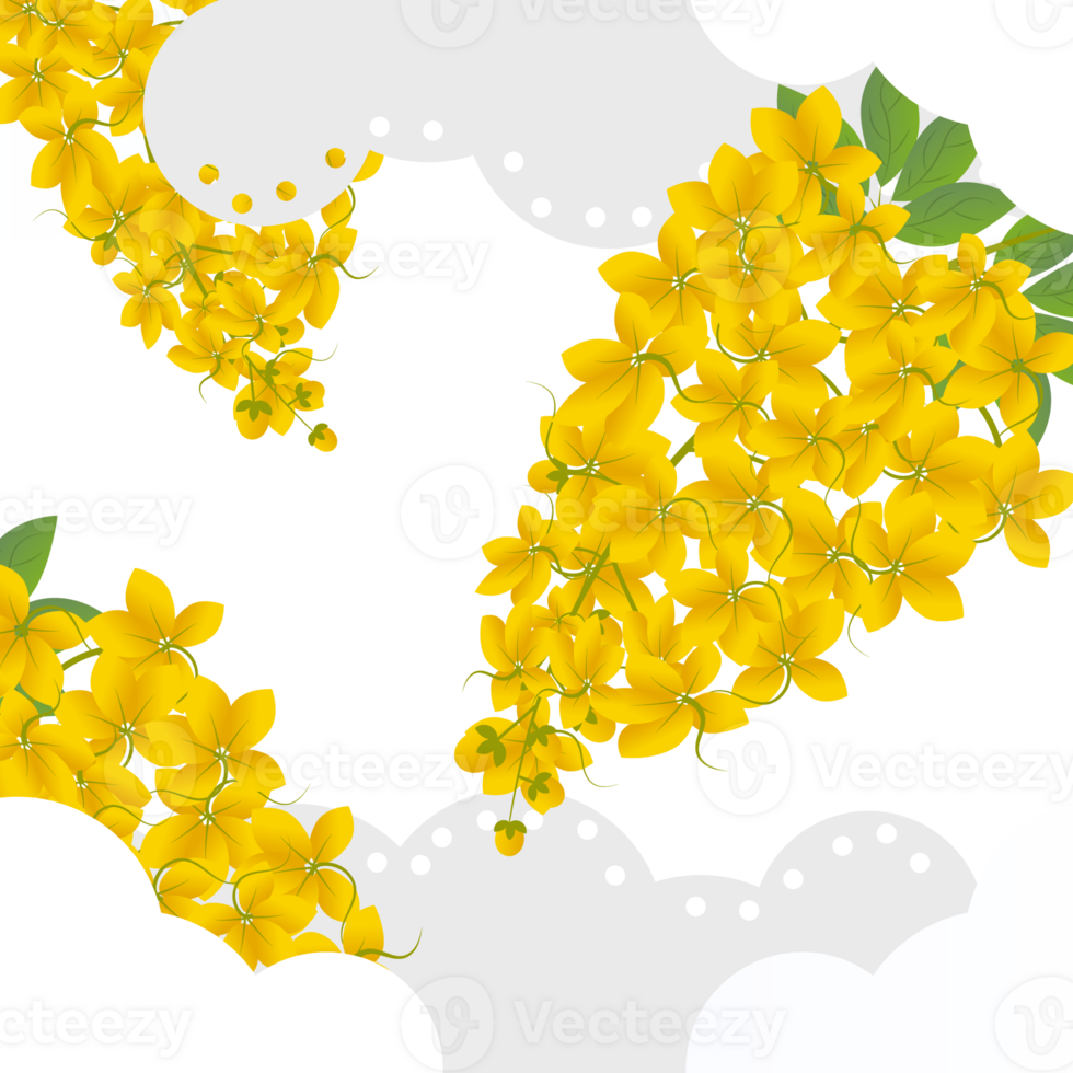 casia fístula ilustración 35630968 PNG